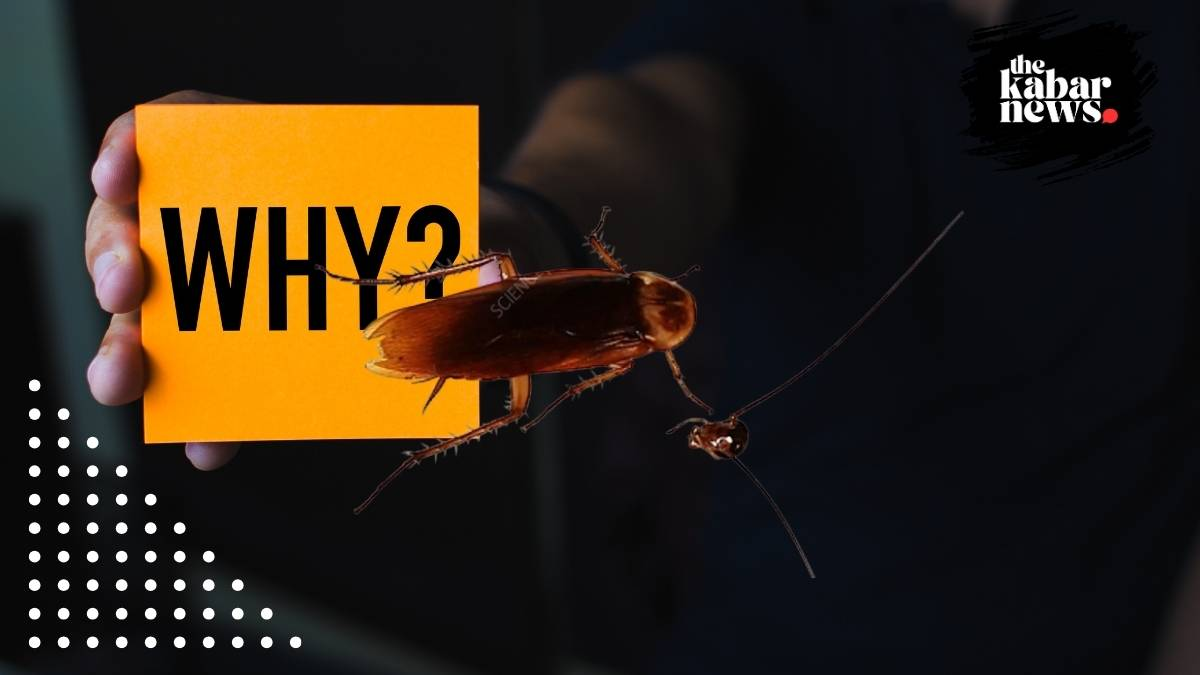 One reason the cockroach may live without its head - Thekabarnews.com